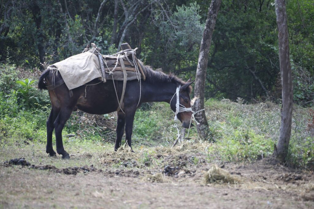 PHOTO JOURNAL: Στο αγιορείτικο διακόνημα του "μουλαρά" - Ορθοδοξία News ...